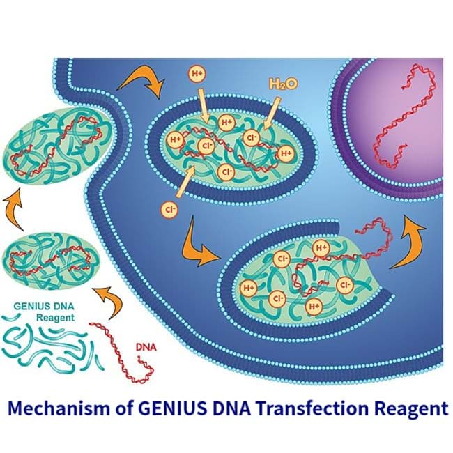 Genius dna transfection reagent 1.0 ml | Westburg Life Sciences